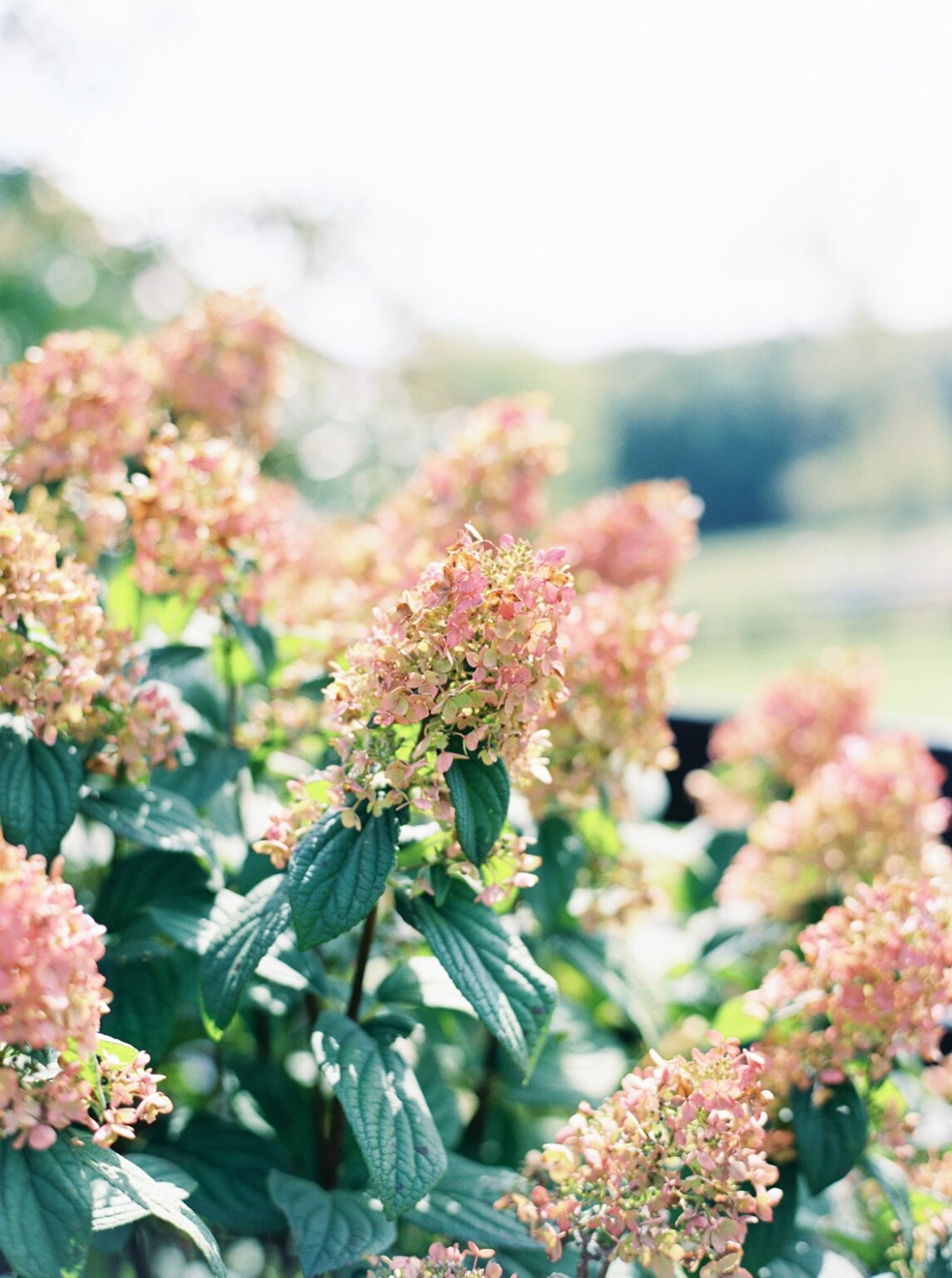Wedding at Red August Farm | Charlottesville Wedding Photographer