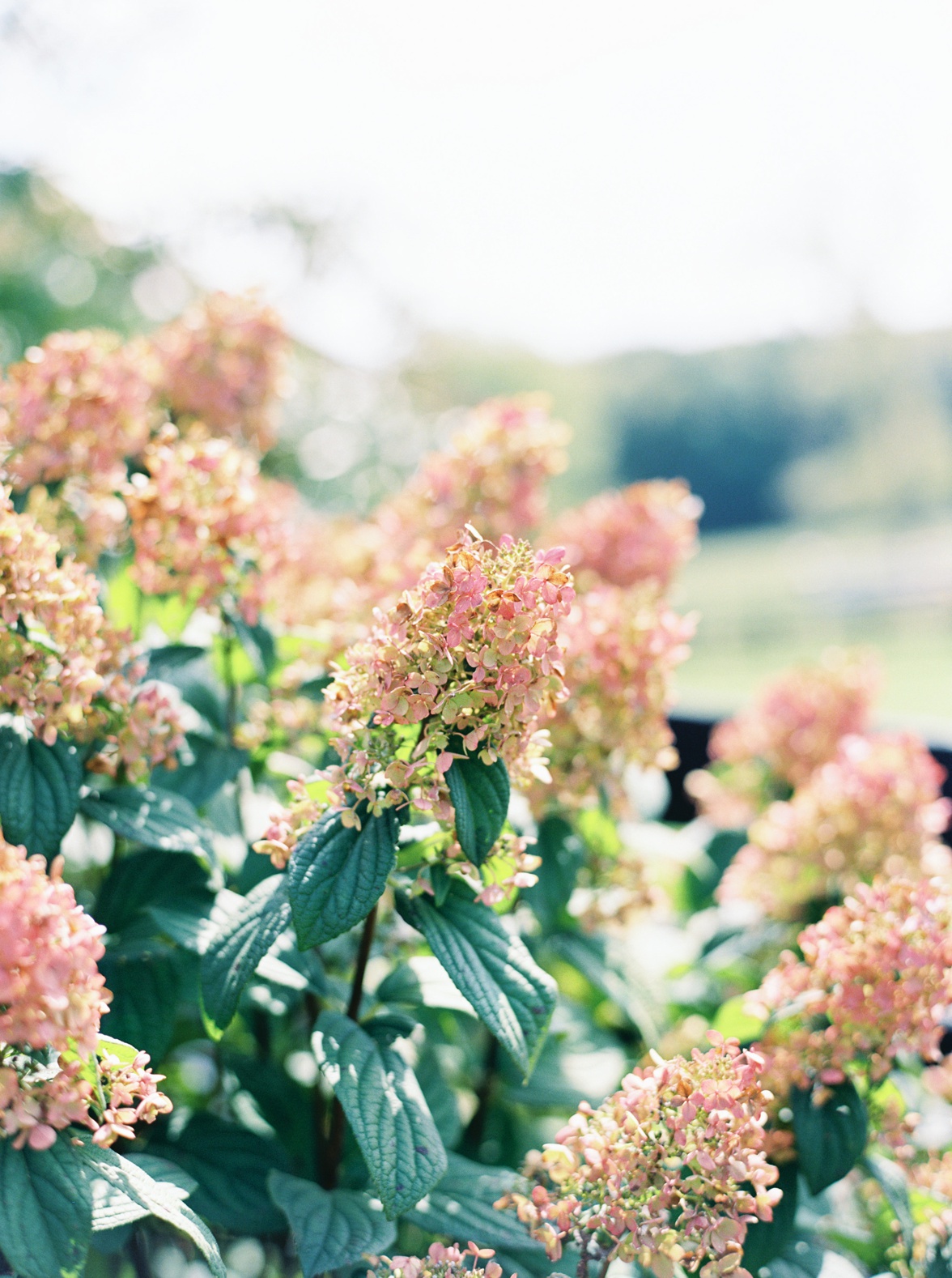 Wedding at Red August Farm | Charlottesville Wedding Photographer